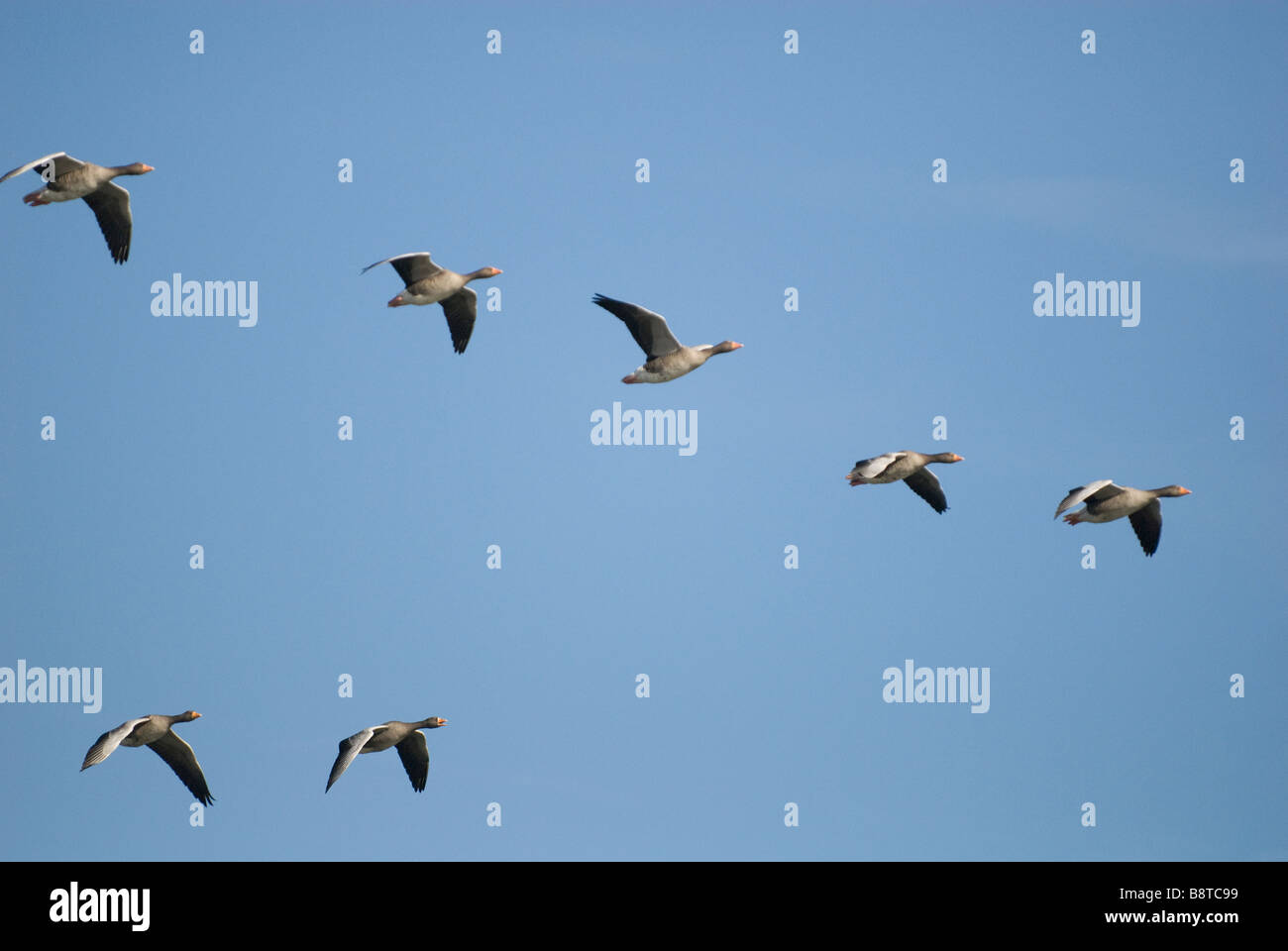 Greylag geese in flight Snettisham Norfolk Stock Photo - Alamy