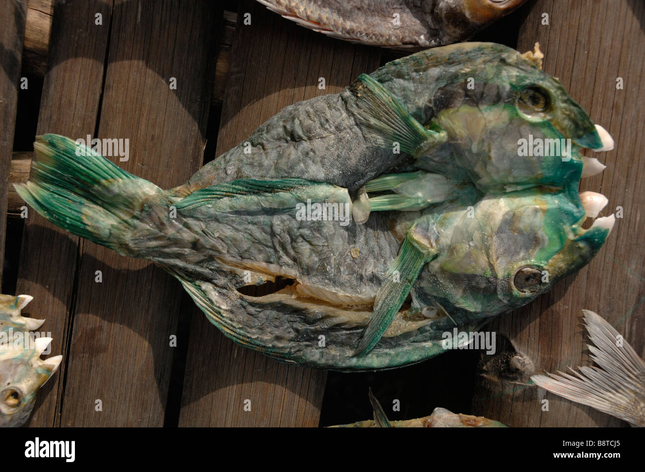 Parrot fish drying on wooden house platform, Pulau Bodgaya Semporna ...