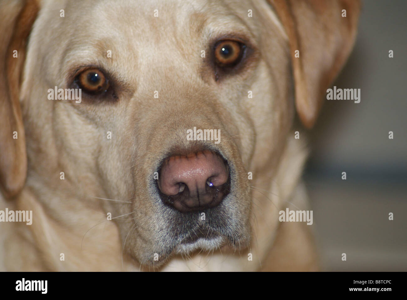 Golden lab hi-res stock photography and images - Alamy