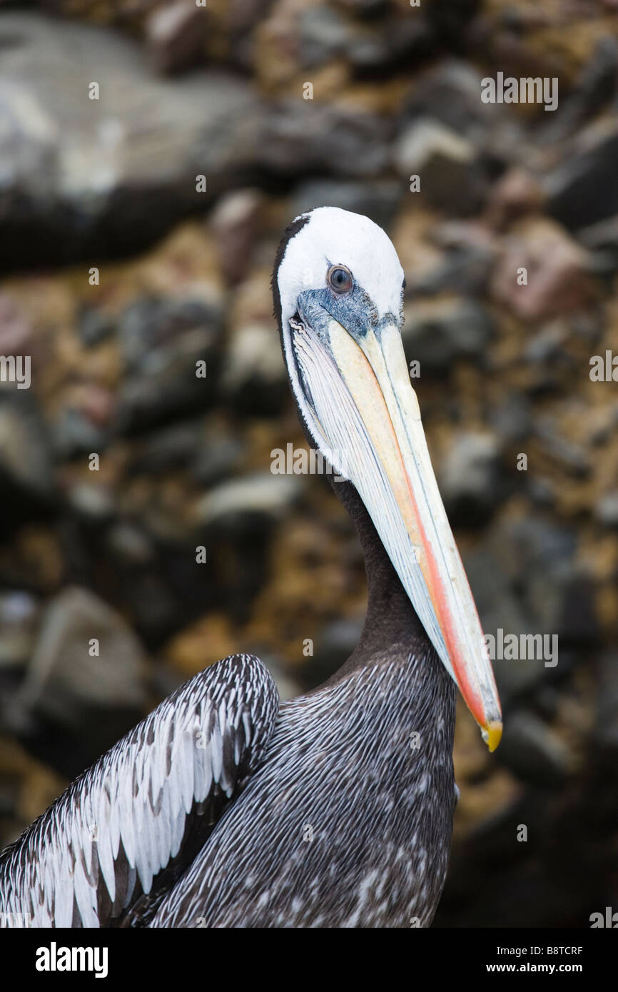 close-up of a Peruvian Pelican (Pelicanus thagus Stock Photo - Alamy