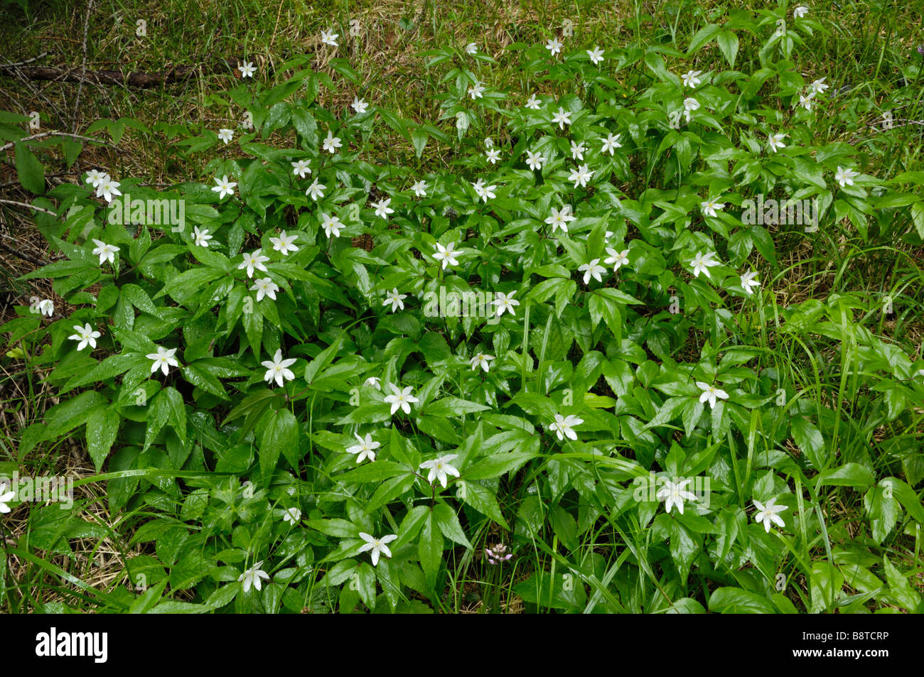 Anemone trifolia, wild flowers, Dolomites, Italy Stock Photo - Alamy