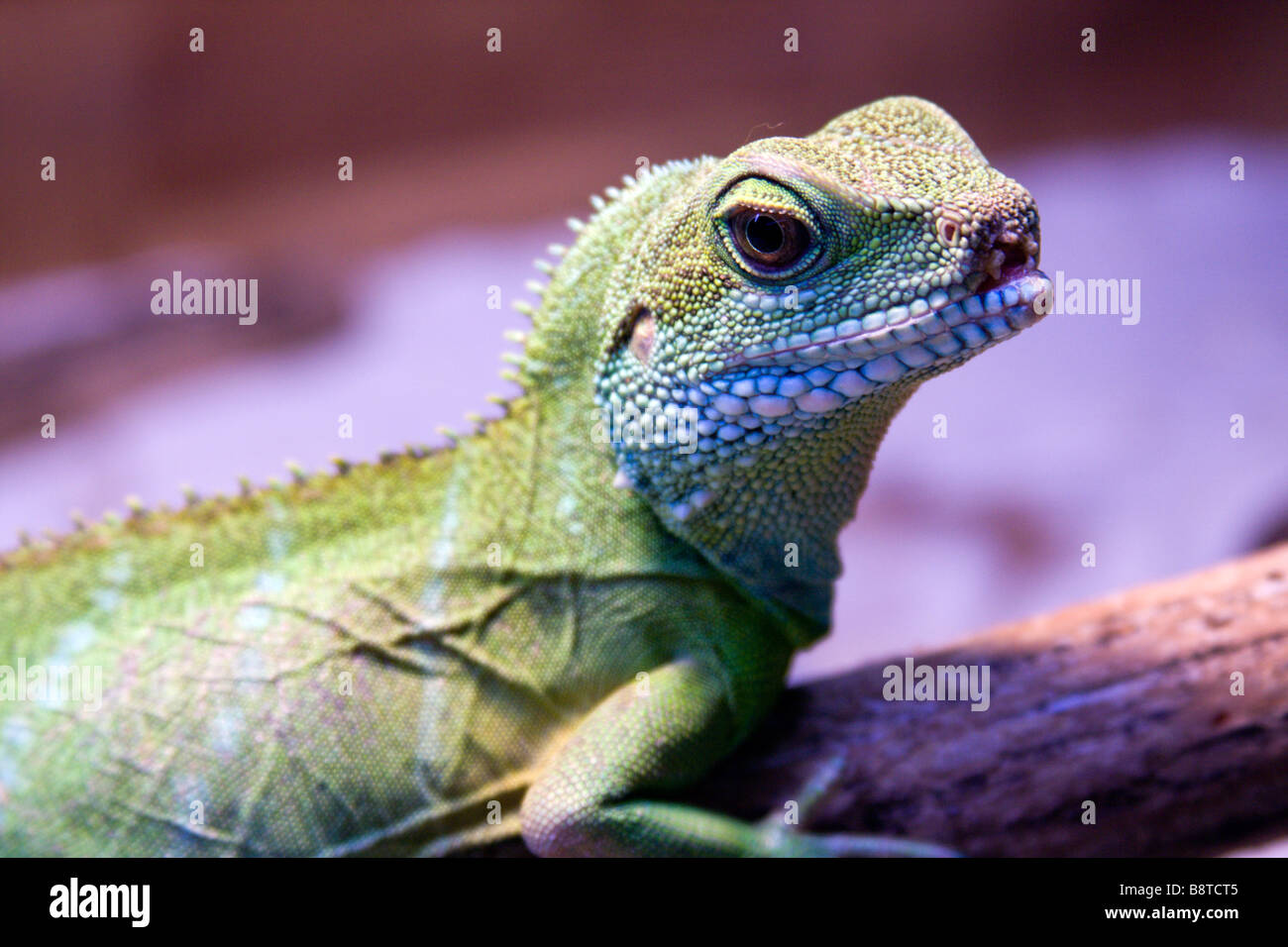 Lizard on the branch looking at camera Stock Photo - Alamy