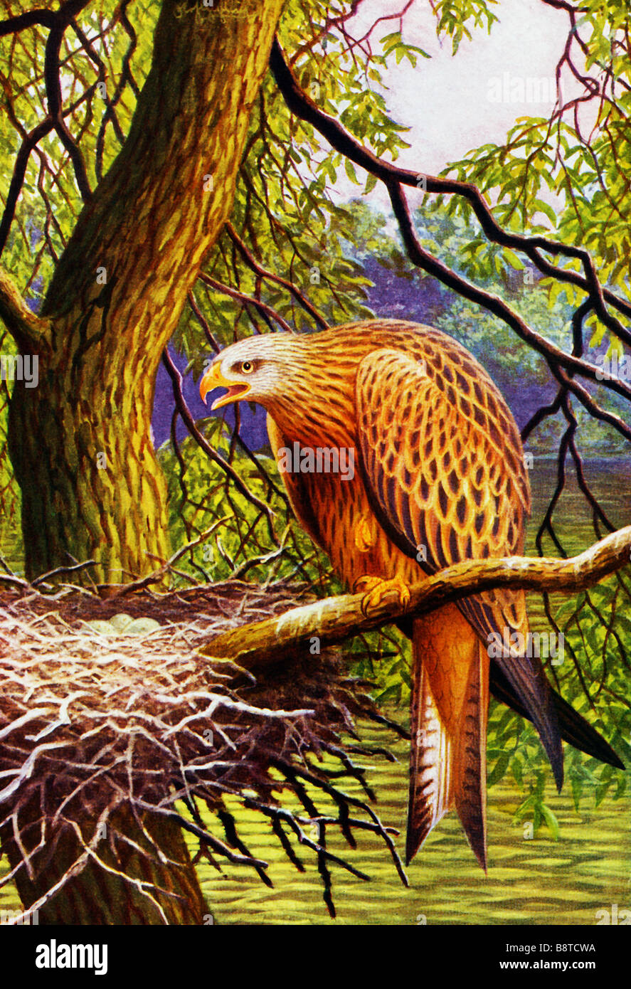 Red kite bird drawing hi-res stock photography and images - Alamy