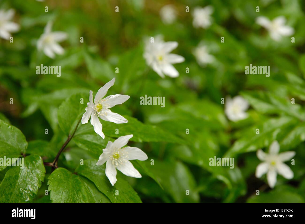 Anemone trifolia, wild flowers, Dolomites, Italy Stock Photo - Alamy