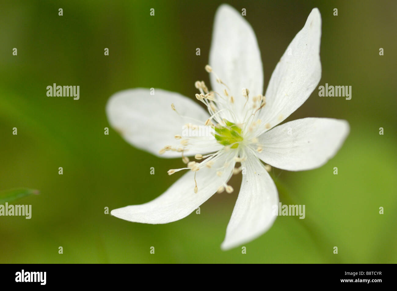 Trifolia hi-res stock photography and images - Alamy