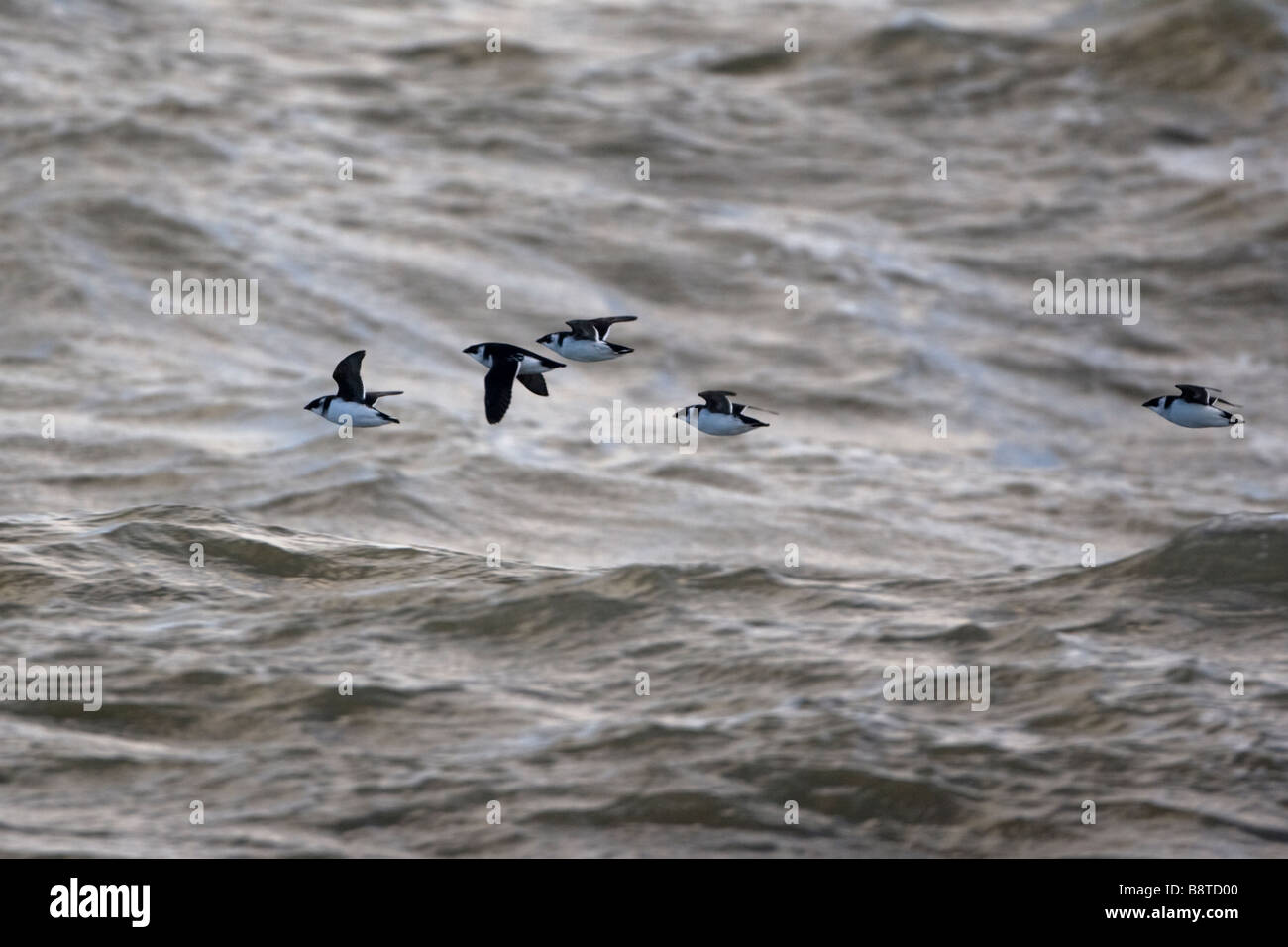 Little Auk (Alle alle) flying Stock Photo - Alamy