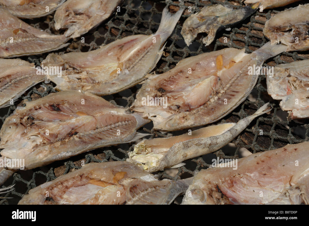 Fish drying in sun Pulau Maiga Semporna Sulu Sea Malaysia South east ...