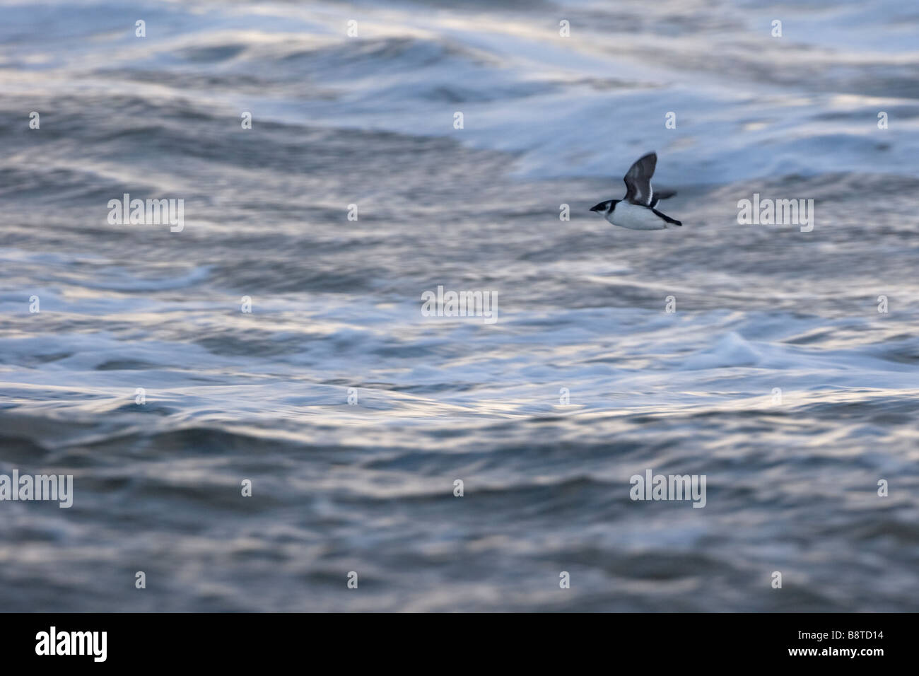 Little Auk (Alle alle) flying Stock Photo - Alamy