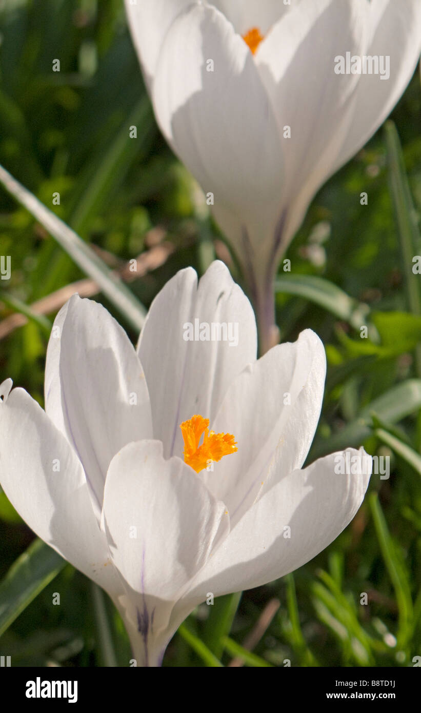Crocus flowers growing in hi-res stock photography and images - Alamy