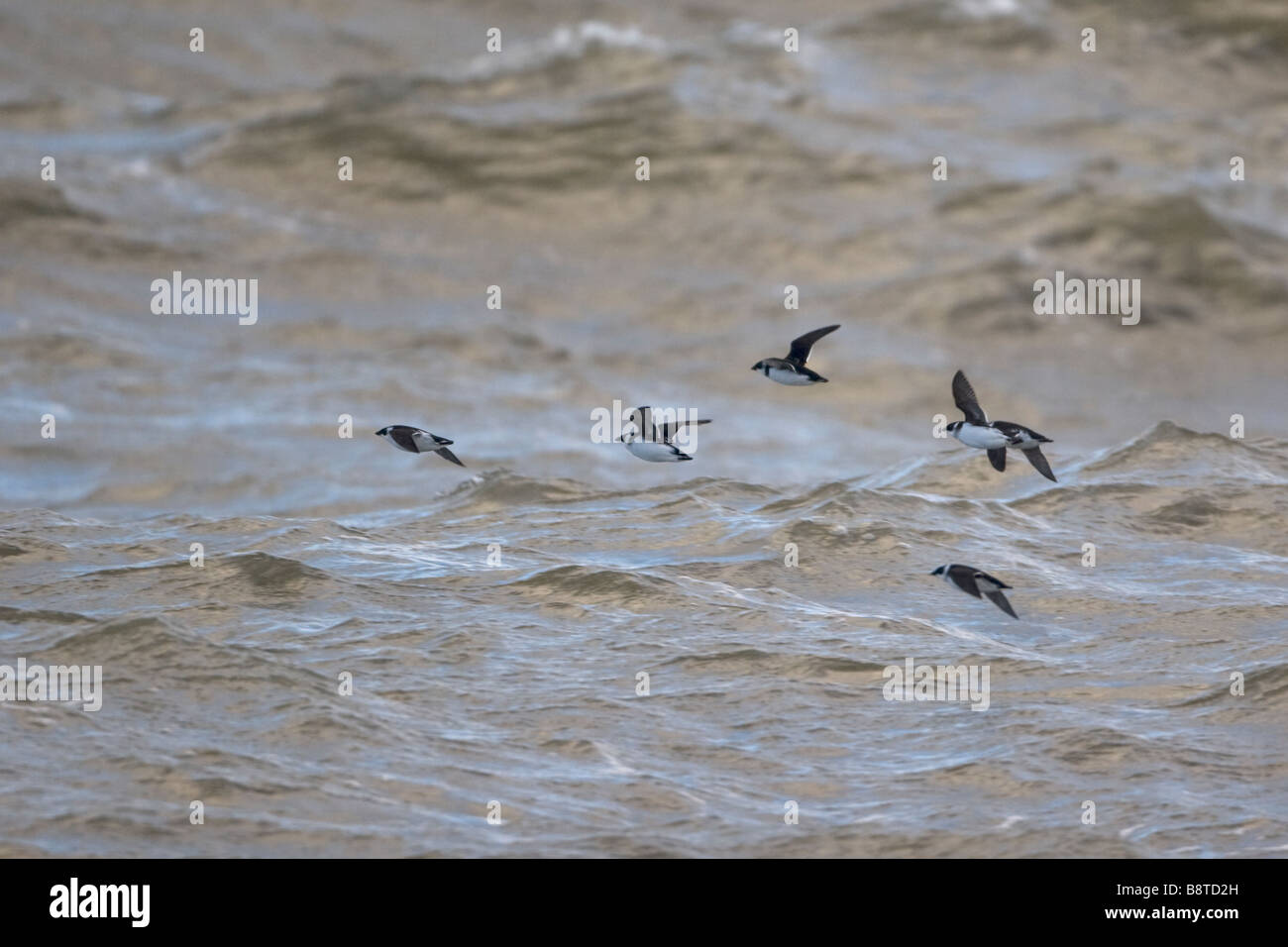 Little Auk (Alle alle) flying Stock Photo - Alamy