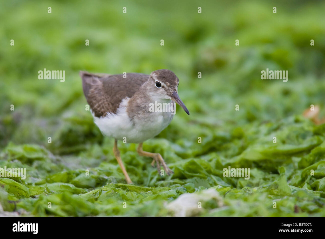 Spotted Sandpiper (Actitis macularia) walking on seaweed Stock Photo ...