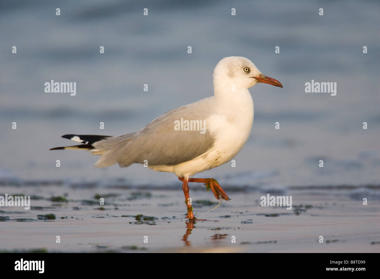 Grey headed gull hi-res stock photography and images - Alamy