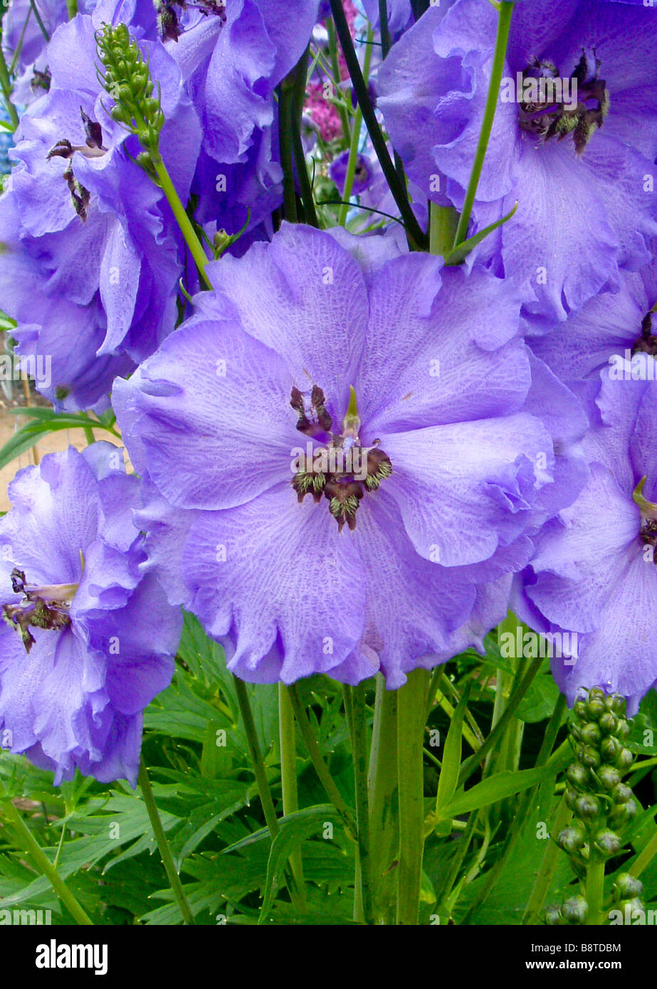 Delphinium bloom hi-res stock photography and images - Alamy