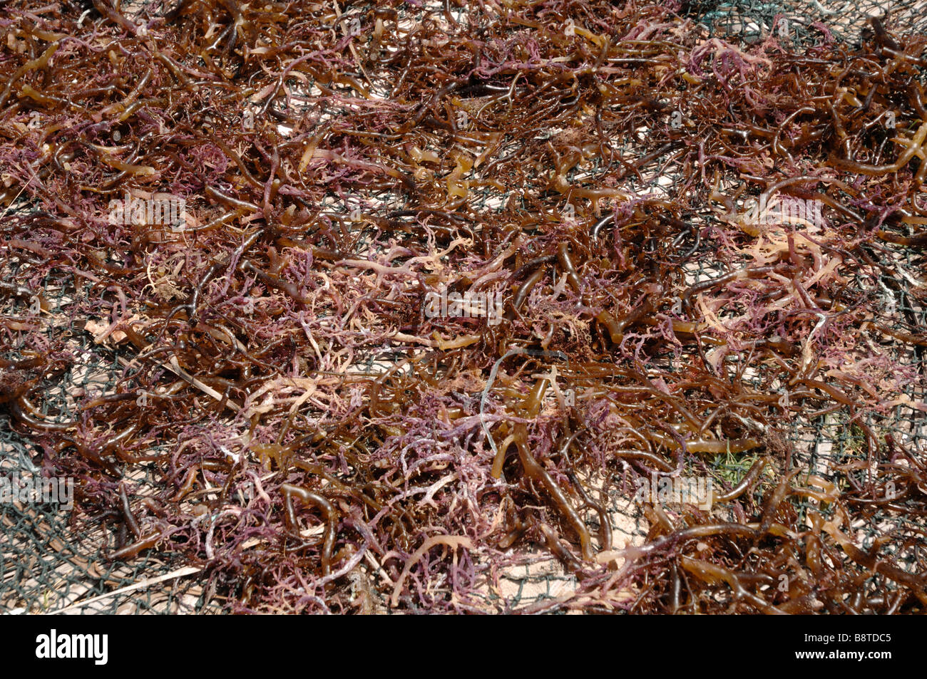 Red seaweed drying in sun on island Pulau Maiga Semporna Sabah Malaysia ...