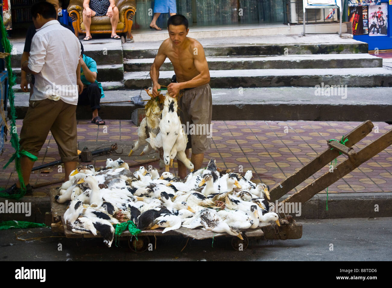 Poultry truck hi-res stock photography and images - Alamy
