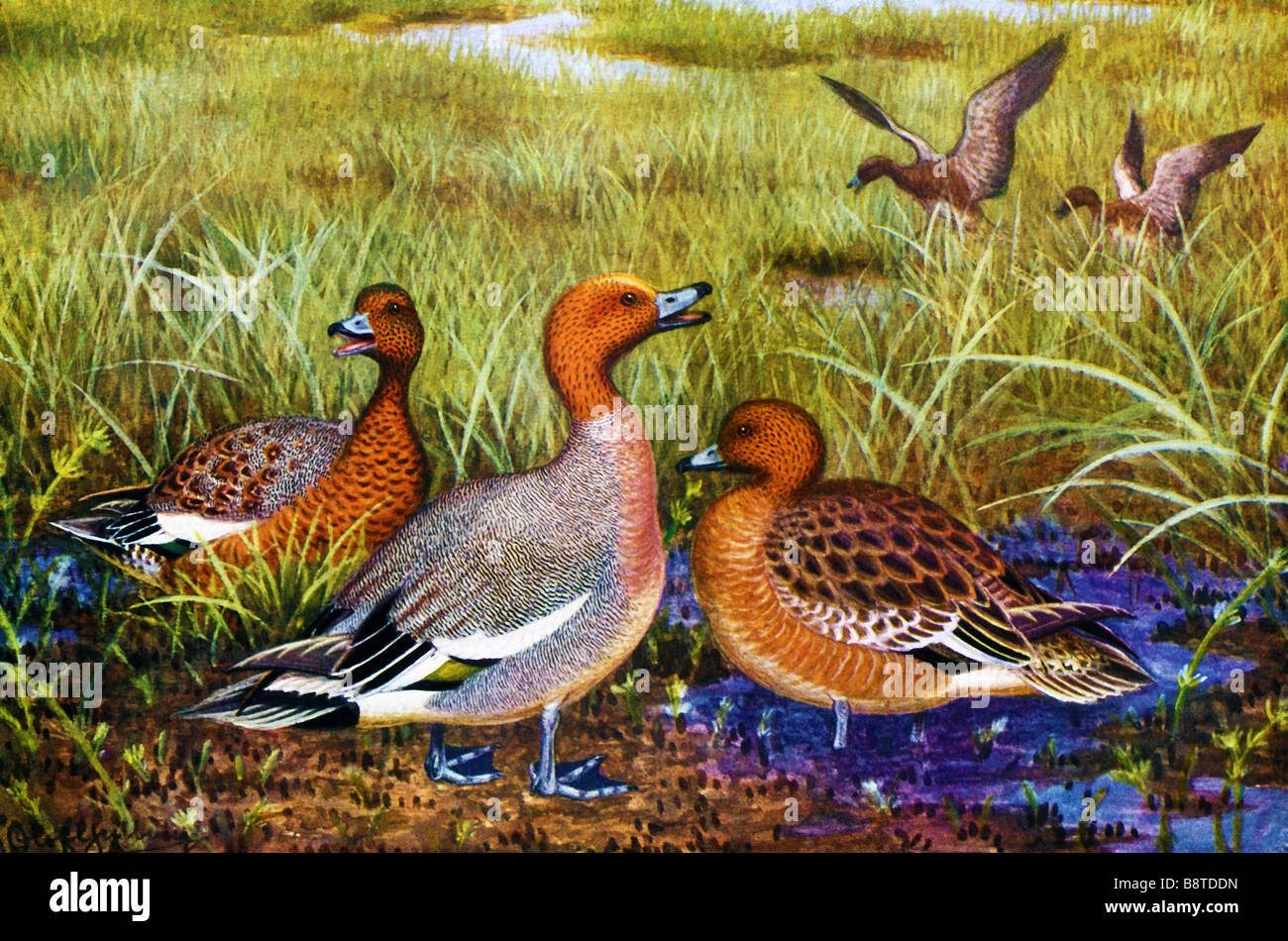 several birds feeling worried Stock Photo - Alamy