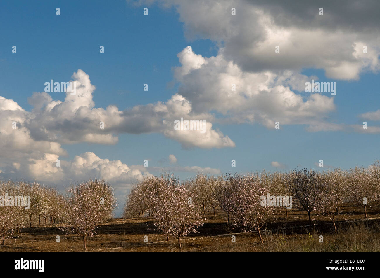 Almond trees orchard Galilee region Israel Stock Photo - Alamy