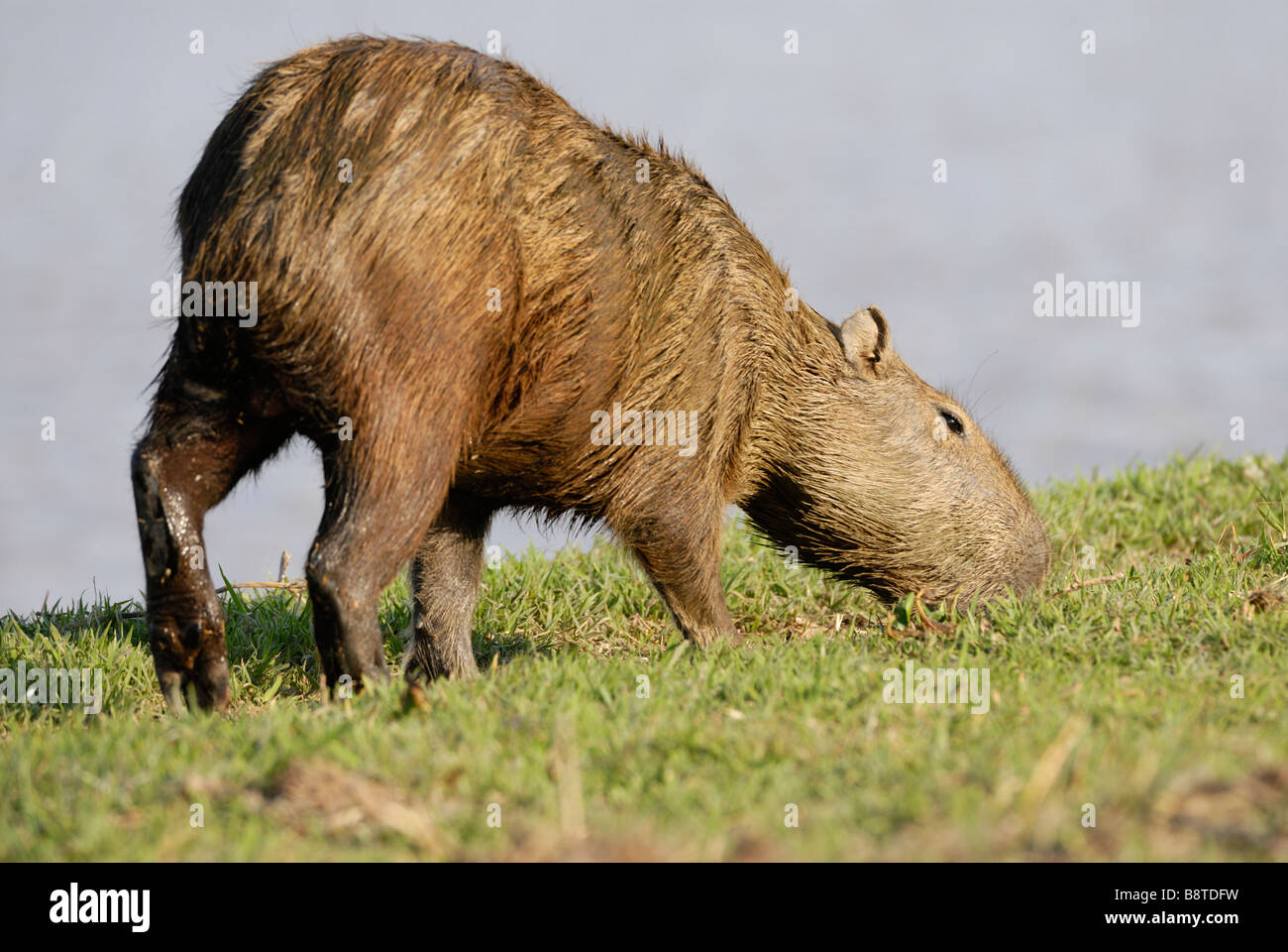 Capybara eating hi-res stock photography and images - Alamy