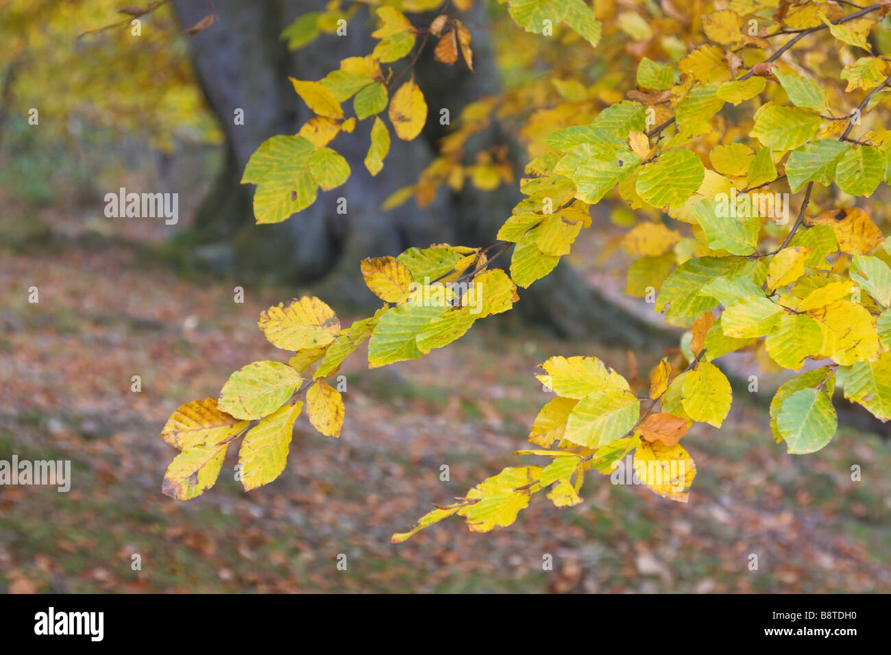 Beech tree branches with coloured autumn leaves Stock Photo - Alamy