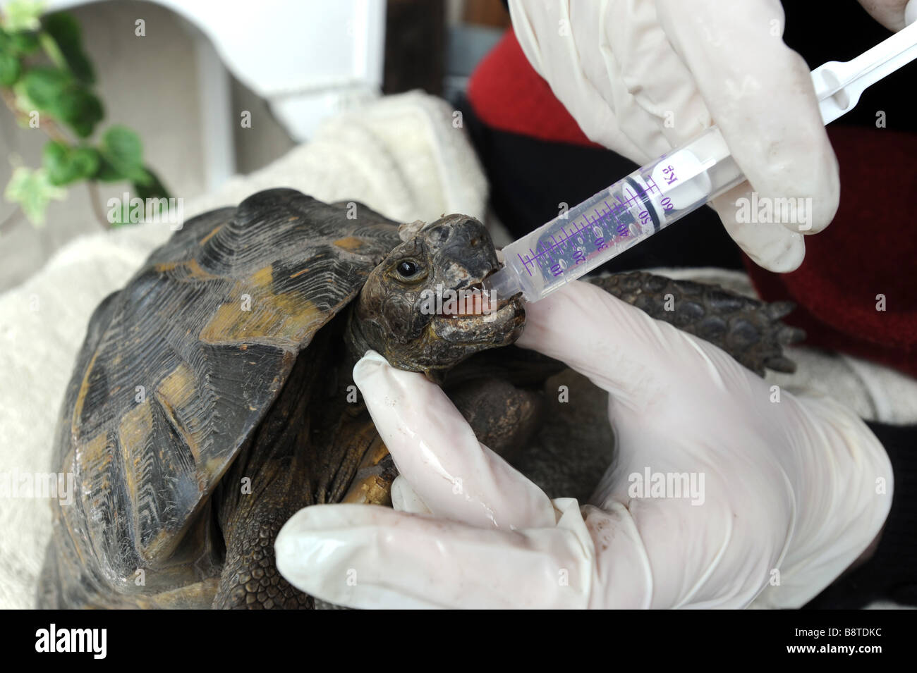 Tortoise gets first drink from syringe after waking from hibernation ...