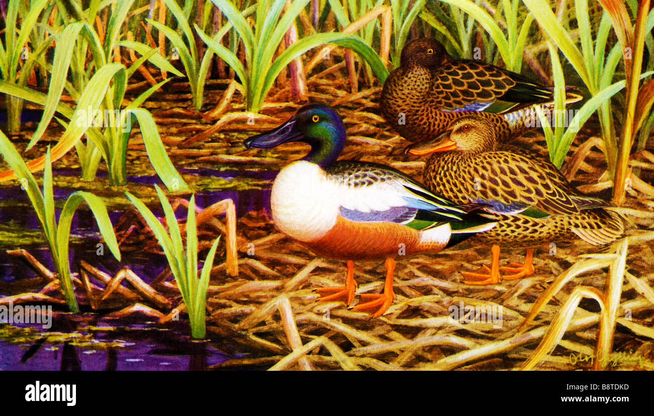 three birds hiding Stock Photo - Alamy