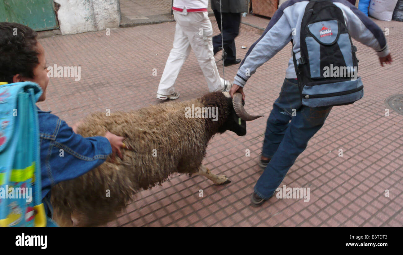 Lamb To The Slaughter Stock Photos & Lamb To The Slaughter Stock Images ...