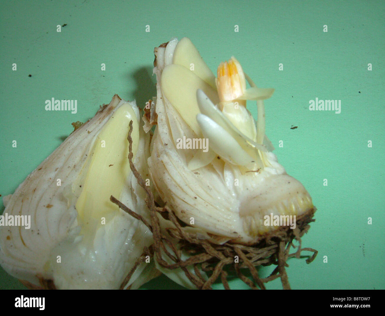Section through Daffodil bulb showing embryonic flower Stock Photo - Alamy