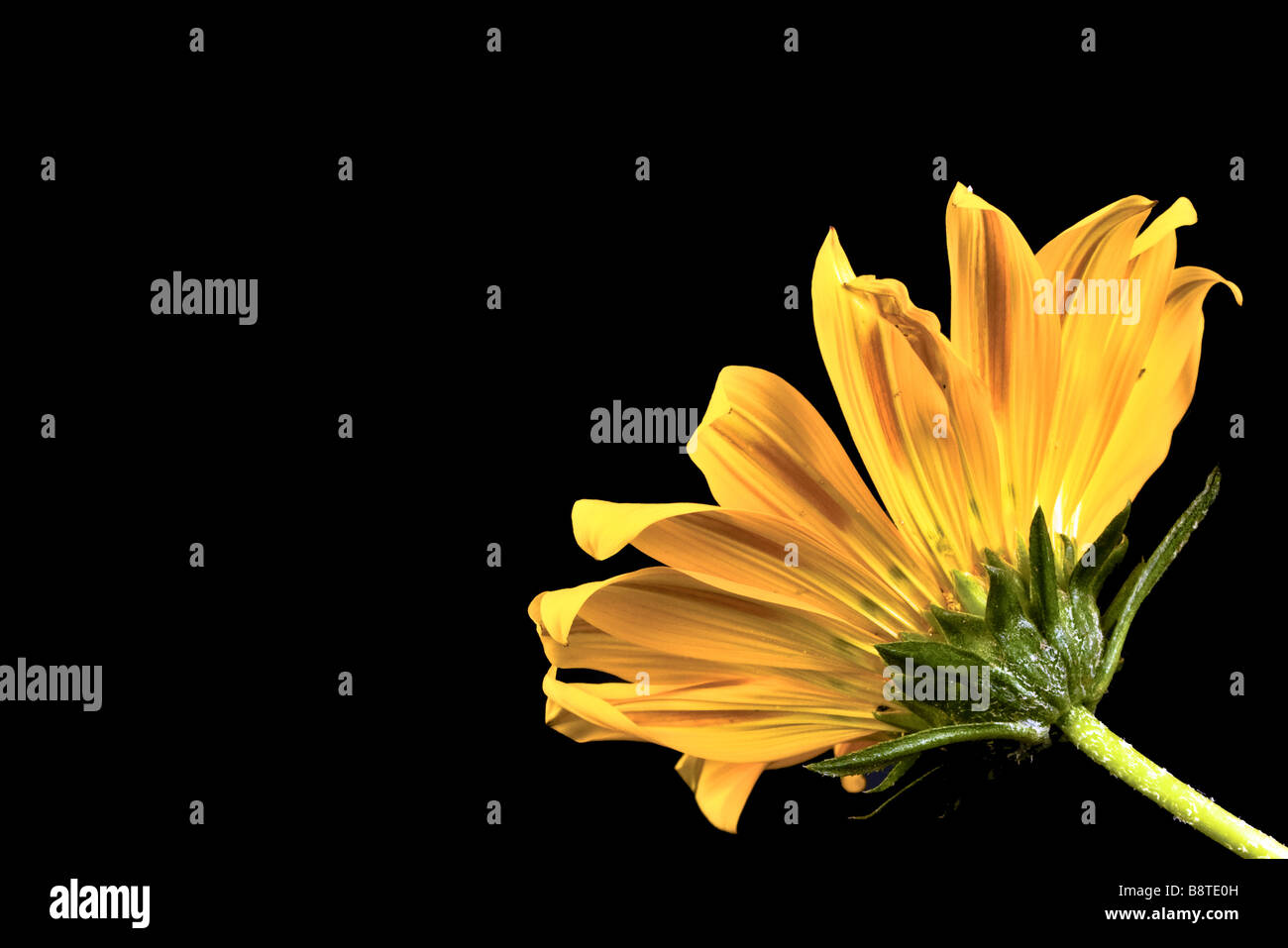 Gazania, Treasure Flower - Beautiful yellow flower isolated on black ...