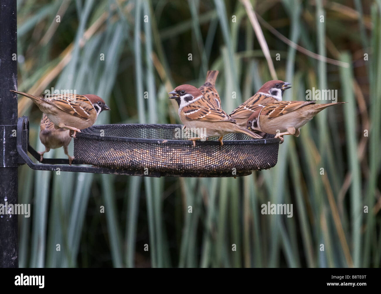 Tree Sparrows Passer montanus feeding (6 birds Stock Photo - Alamy