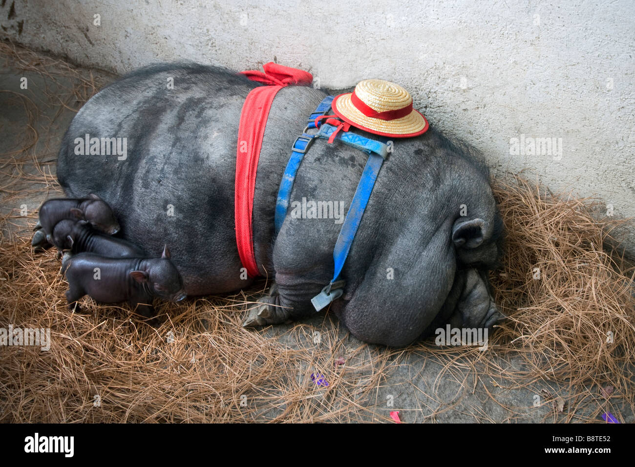 Female pig hi-res stock photography and images - Alamy