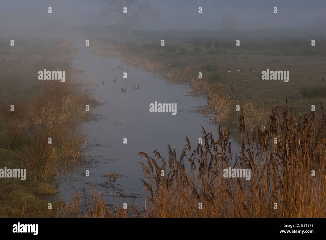 Buckenham marshes rspb reserve hi-res stock photography and images - Alamy
