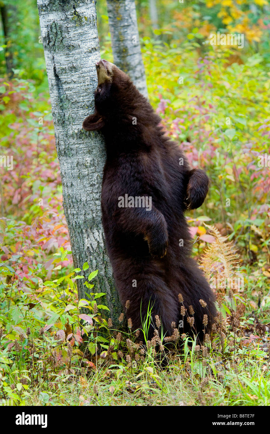 Black Bear Scratching High Resolution Stock Photography and Images - Alamy