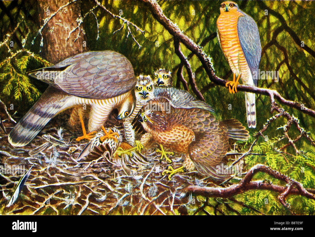 Male sparrowhawks hi-res stock photography and images - Alamy