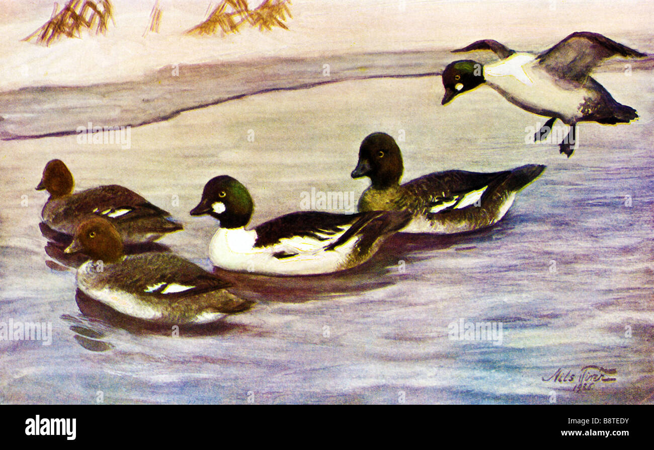 duck coming in for a landing Stock Photo - Alamy