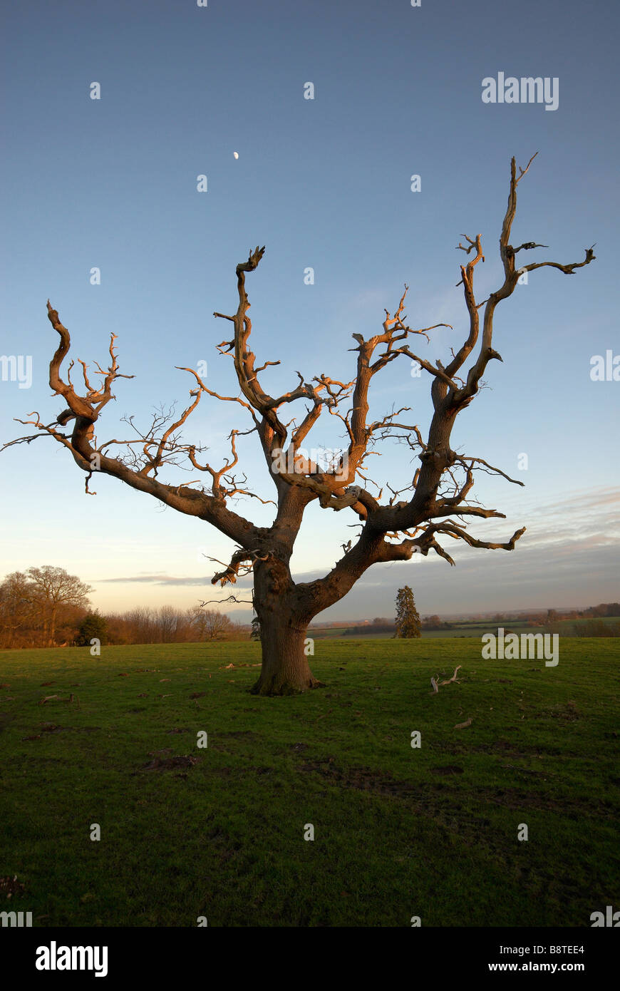 Elm tree farm hi-res stock photography and images - Alamy