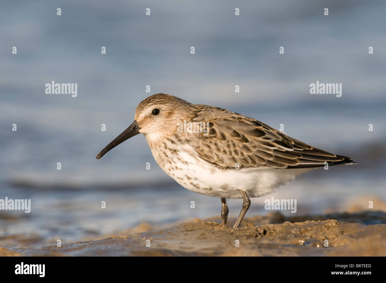 Dunlin feeding in estuary Stock Photo - Alamy