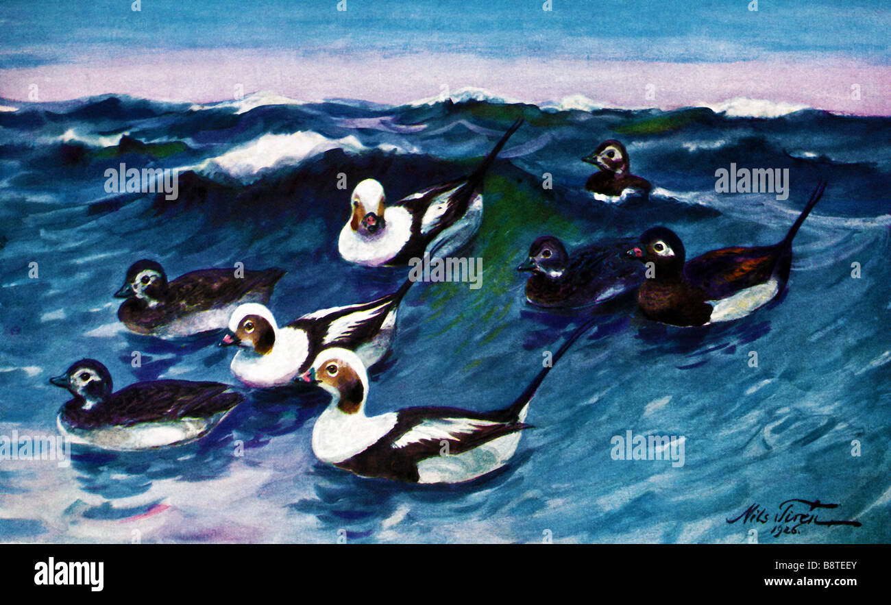 illustration of birds surfing on a wawe Stock Photo - Alamy