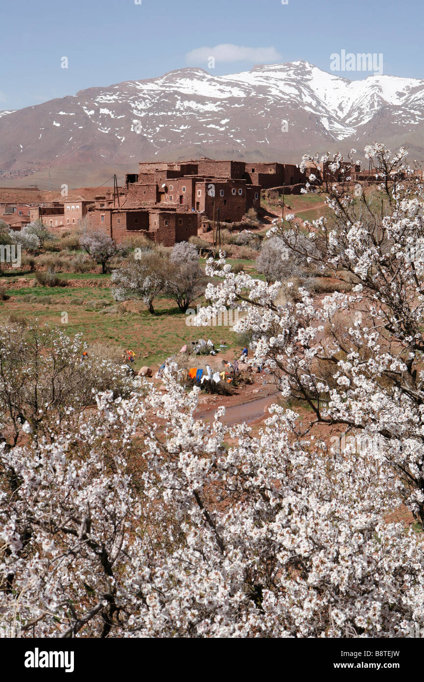 Tichka flower hi-res stock photography and images - Alamy