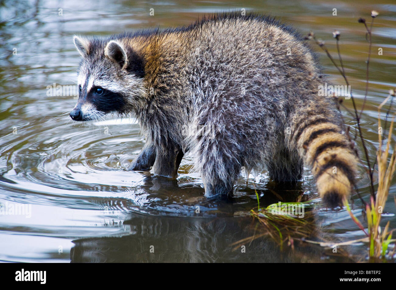 Raccoon High Resolution Stock Photography and Images - Alamy