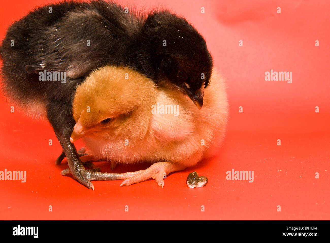 Chickens on a red background Stock Photo - Alamy