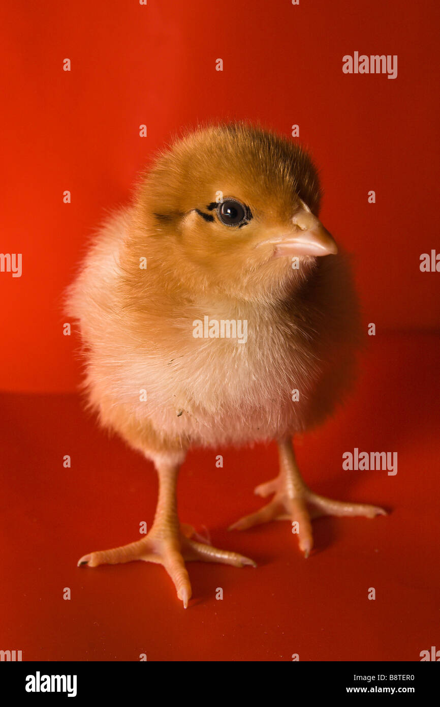 Chicken on a red background Stock Photo - Alamy