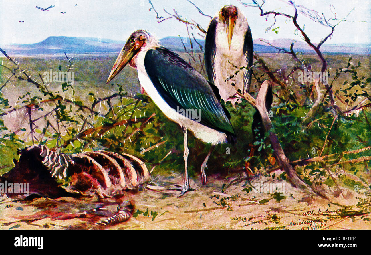 Vultures feeding on a carcass of a dead animal Stock Photo - Alamy