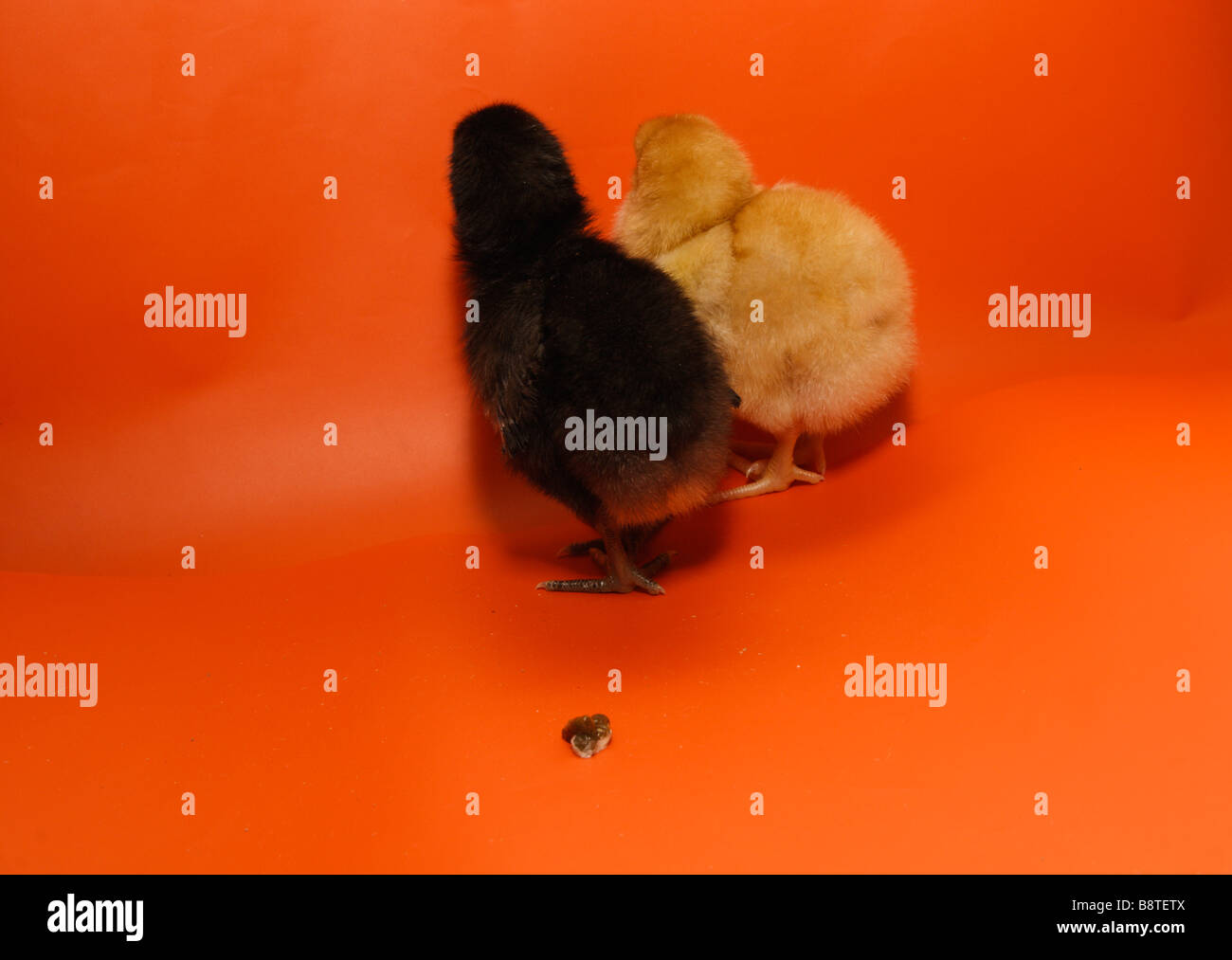 Chickens on a red background Stock Photo - Alamy