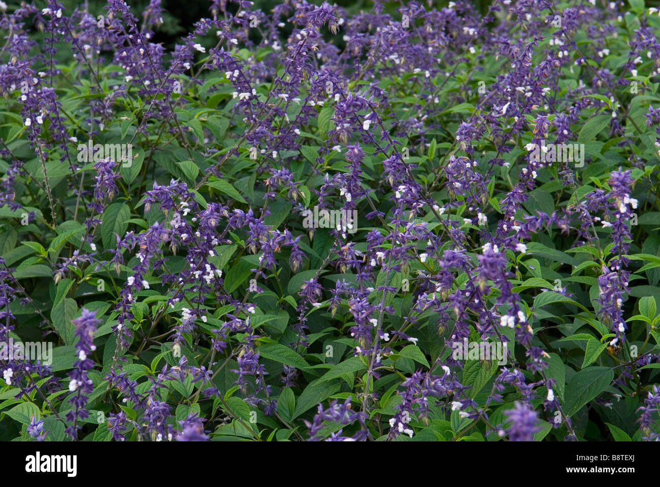 Phyllis High Resolution Stock Photography and Images - Alamy