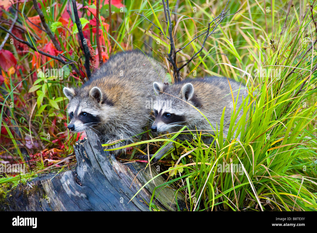 Two raccoon hi-res stock photography and images - Alamy