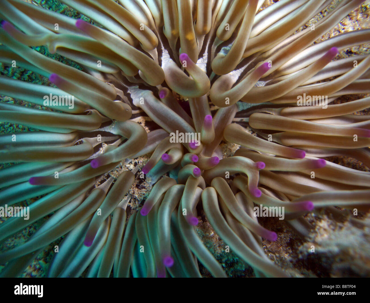 snakelocks anemone, opelet anemone (Anemonia sulcata, Anemonia viridis ...