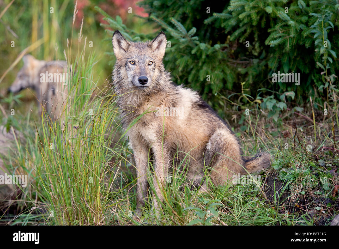 Grey Wolf, Minnesota Stock Photo - Alamy