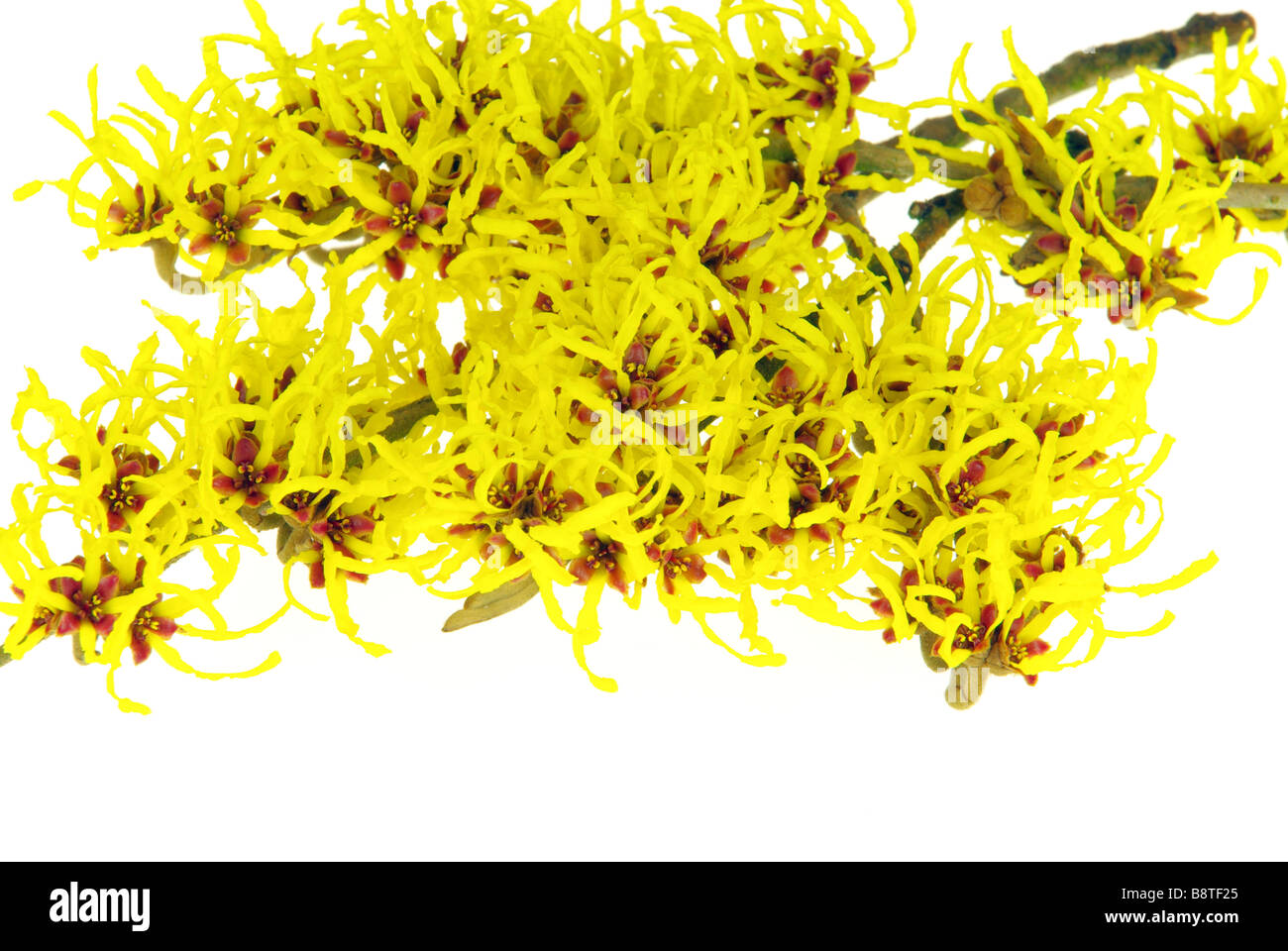 Hamamelis freigestellt Hamamelis isolated 18 Stock Photo - Alamy
