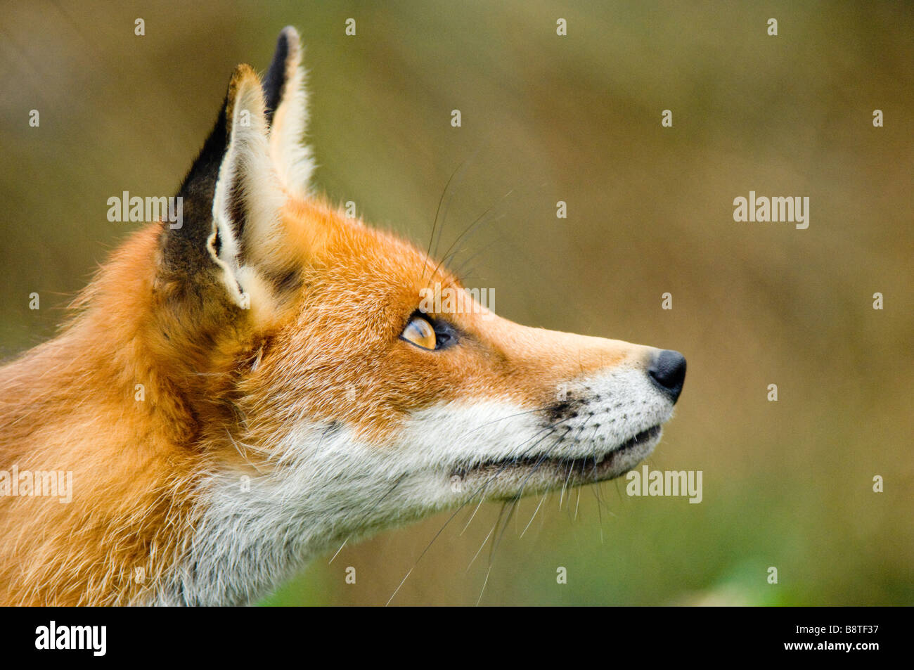 Side profile red fox vulpes hi-res stock photography and images - Alamy