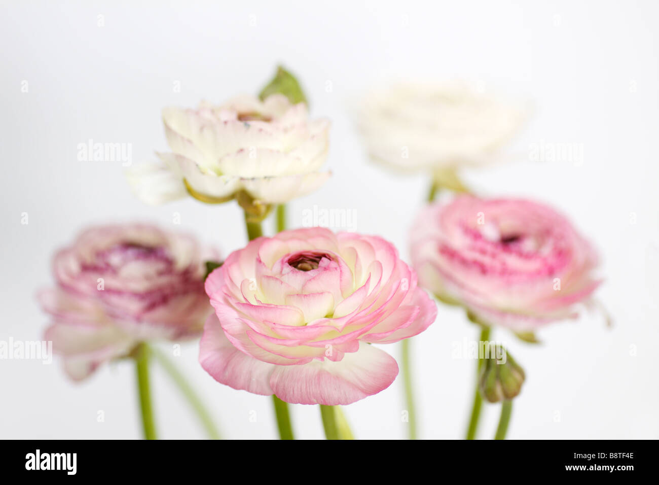 Ranunculus asiaticus white hi-res stock photography and images - Alamy